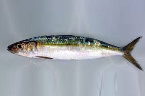 Sardinella Aurita - GACSAFISH